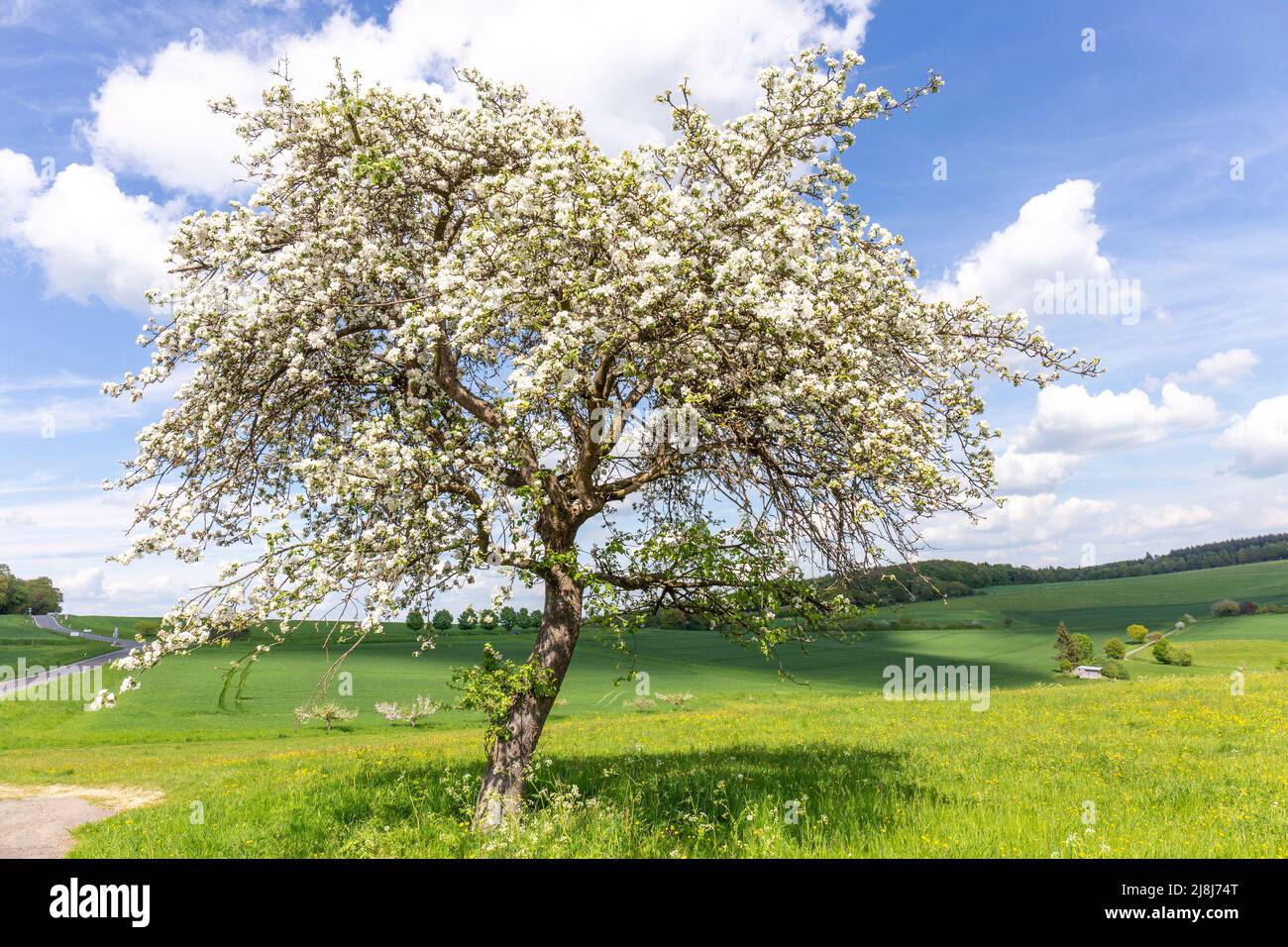 blooming tree in spring in beautiful light and rural landscape Stock ...