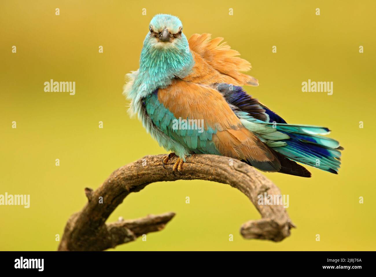 Nice colour light blue bird European Roller sitting on the branch with ...