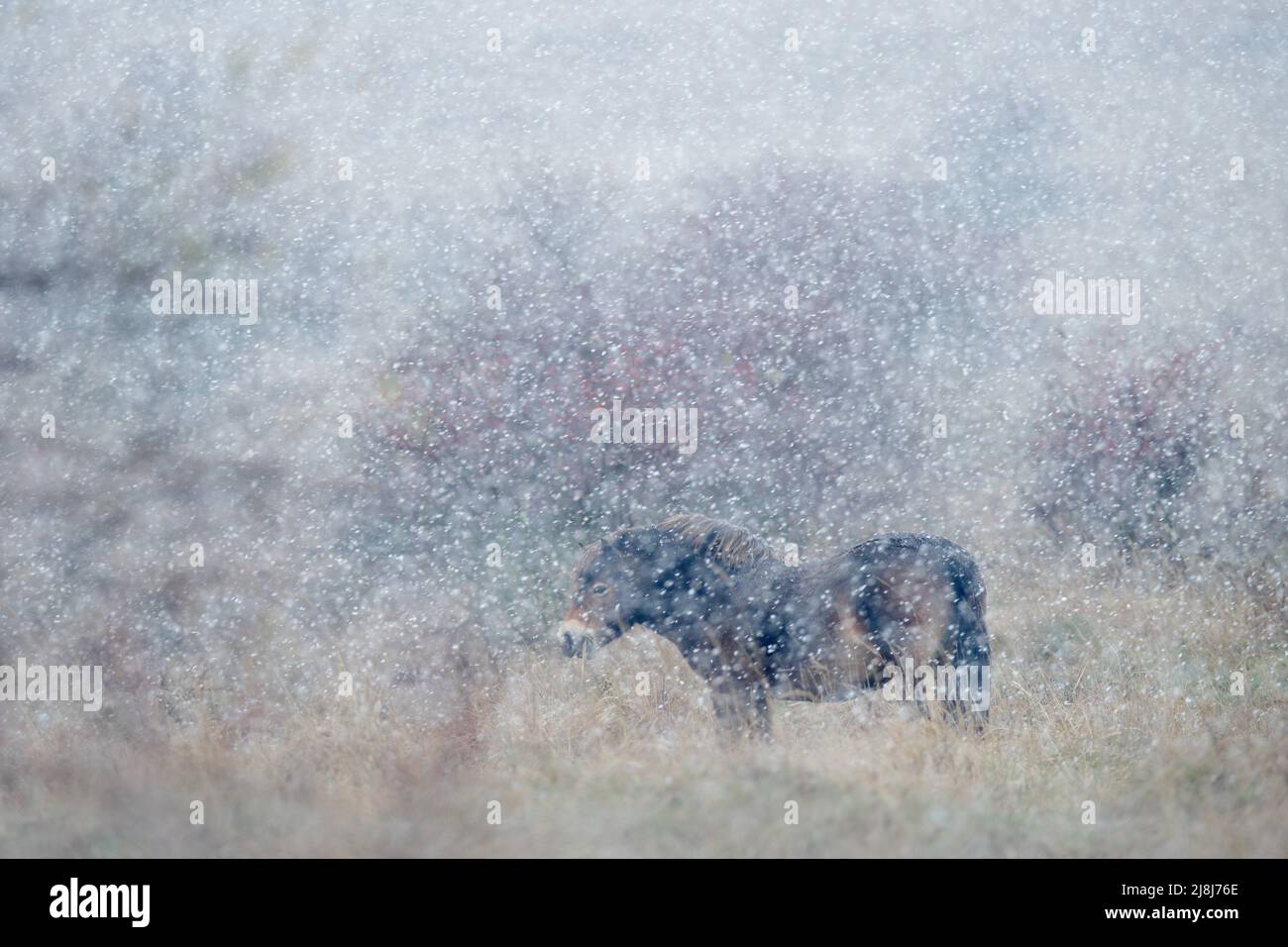 Wild horse in the nature habitat, winter scene with strong snow storm ...