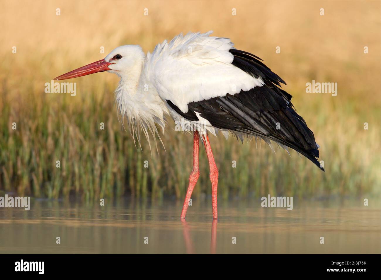 White stork, Ciconia ciconia, on the lake in spring. Stork with open ...