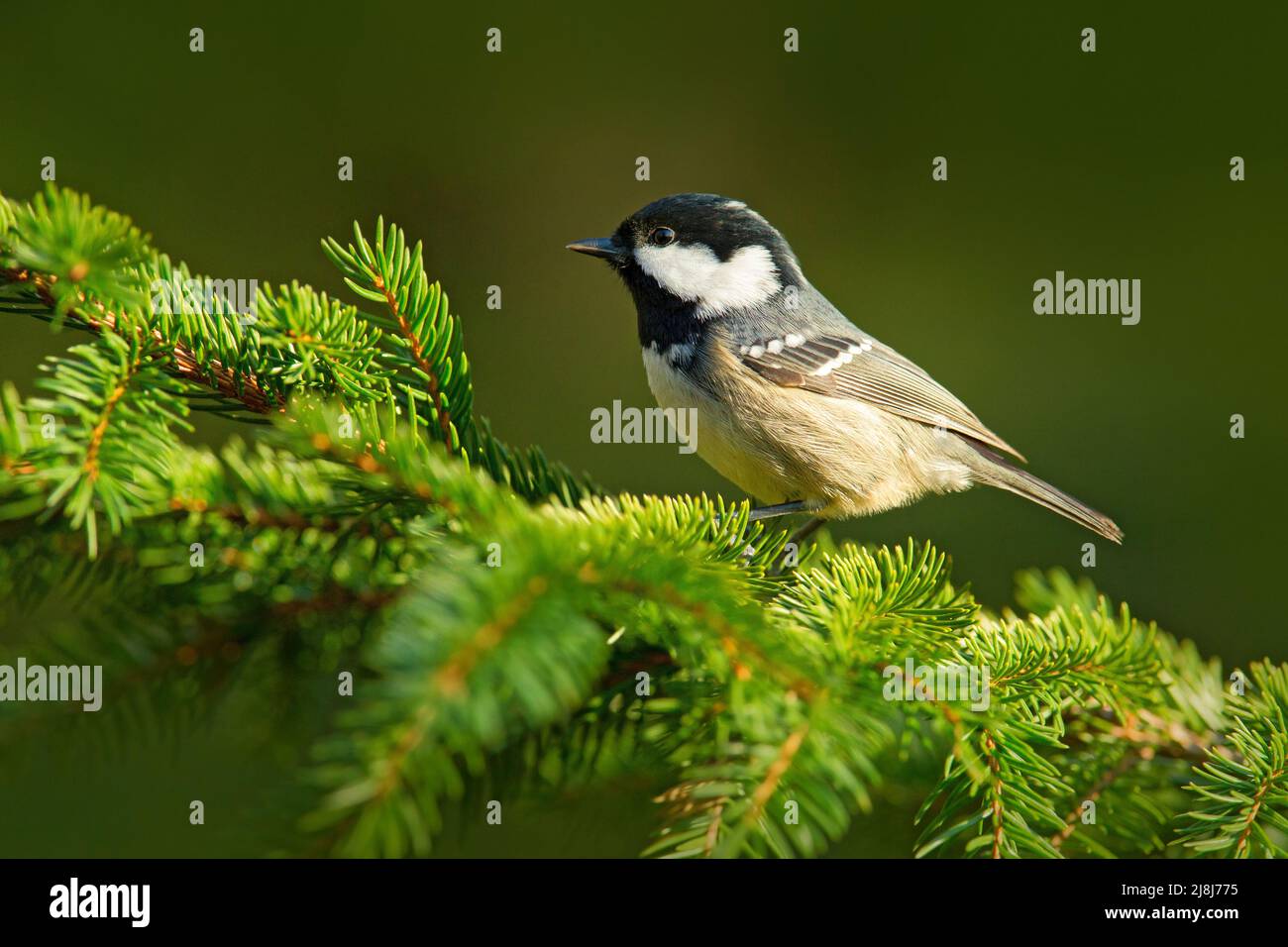 Bird in forest. Coal Tit, songbird sitting on beautiful lichen branch ...
