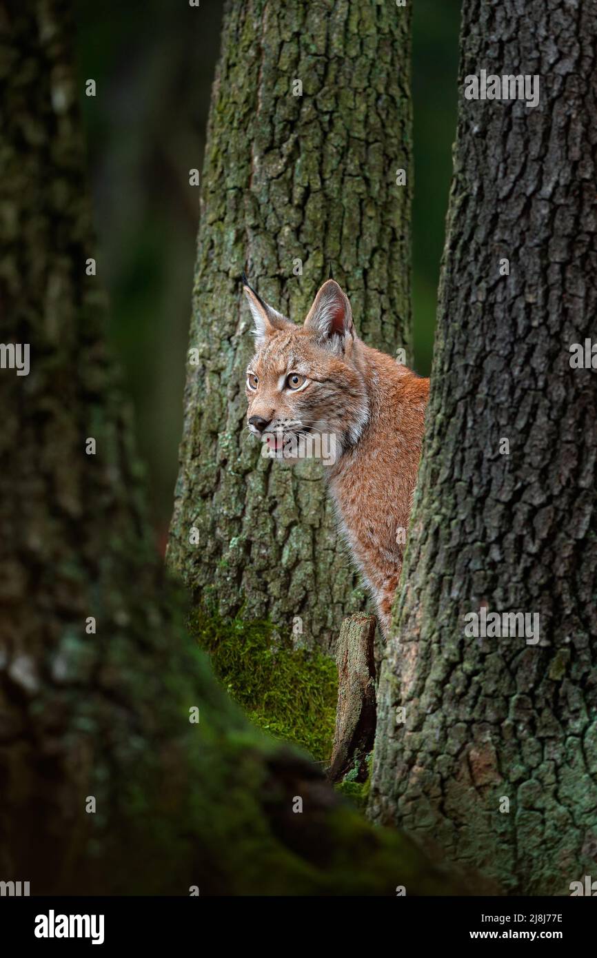Eurasian Lynx, portrait of wild cat hidden between tree trunks. Wild ...