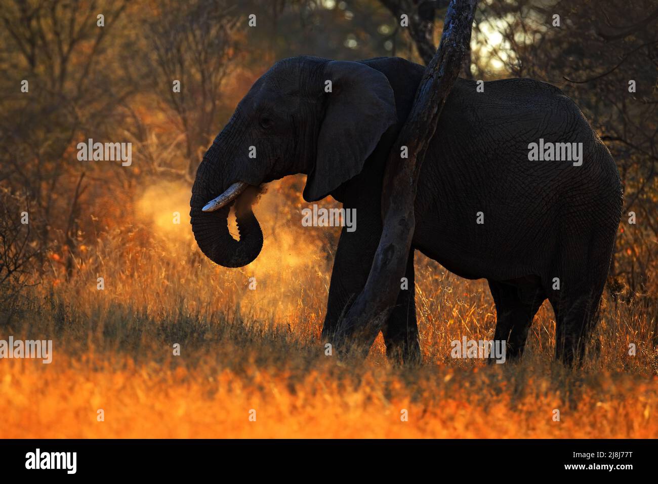 Big African Elephant, with evening sun, back light, animal in the ...