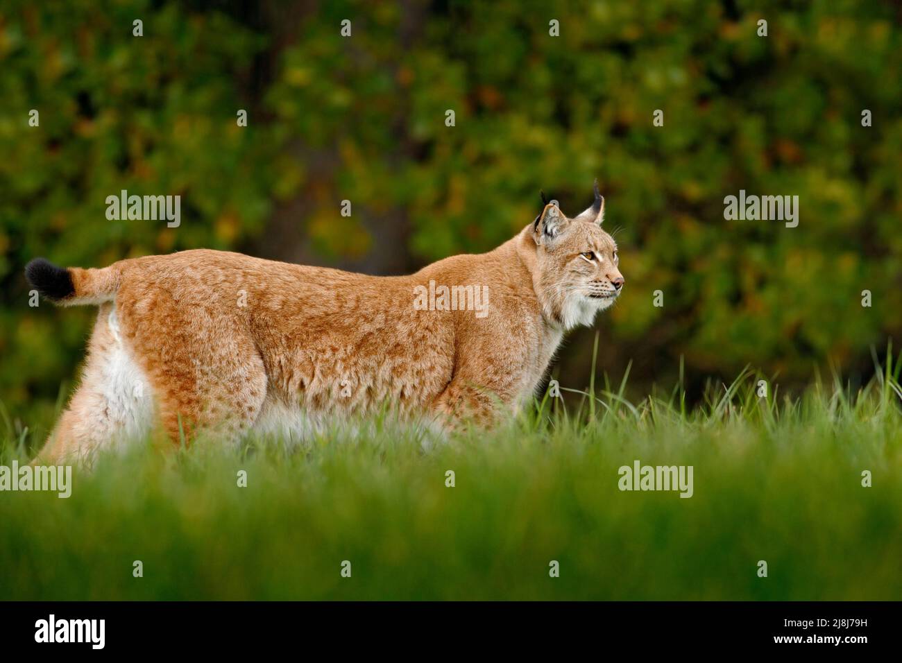 Wild cat Lynx in the nature forest habitat. Eurasian Lynx in the forest ...