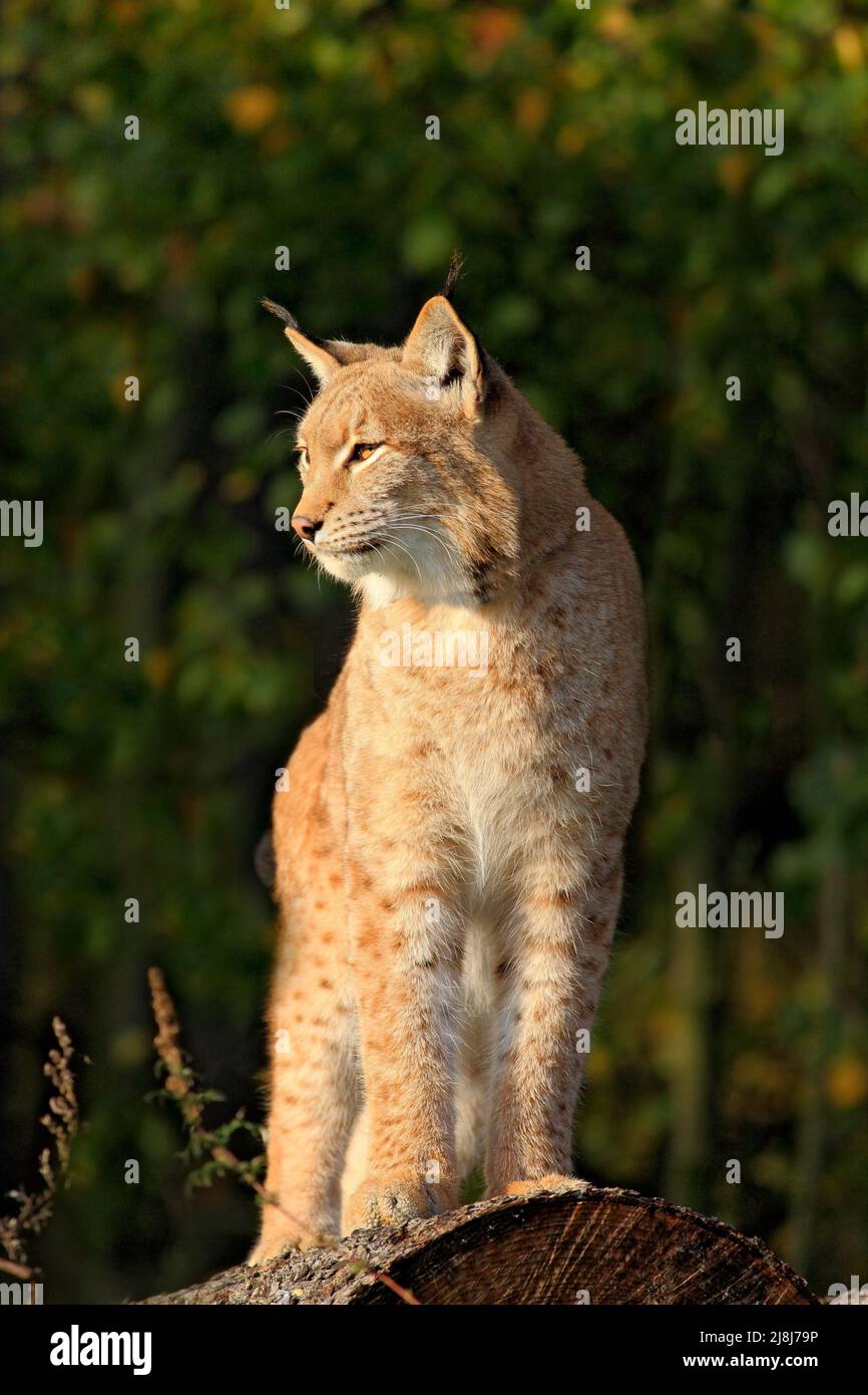 Lynx on the tree trunk. Sitting wild cat Eurasian Lynx in orange autumn ...