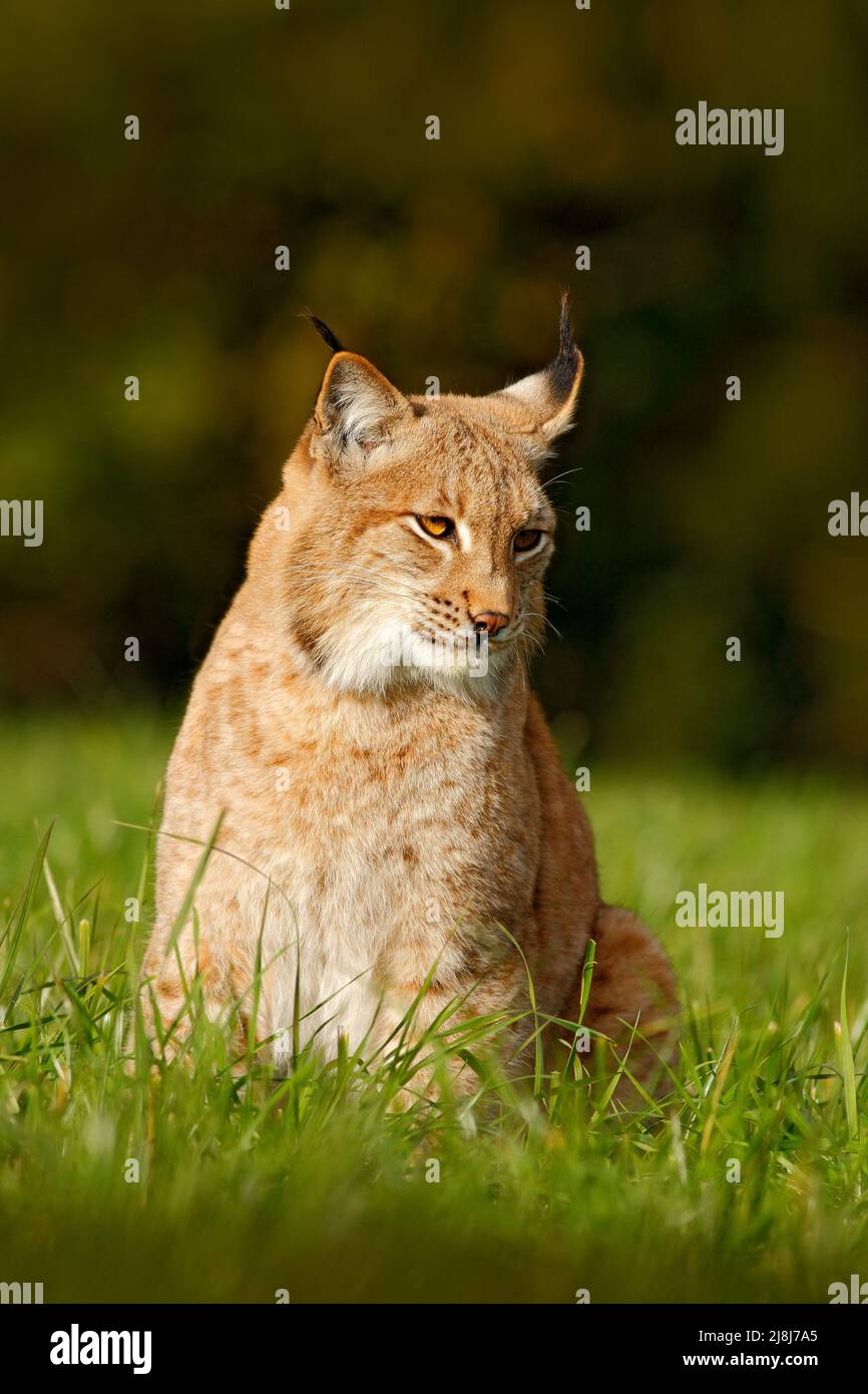 Wild cat Lynx in the nature meadow habitat. Eurasian Lynx in the field ...