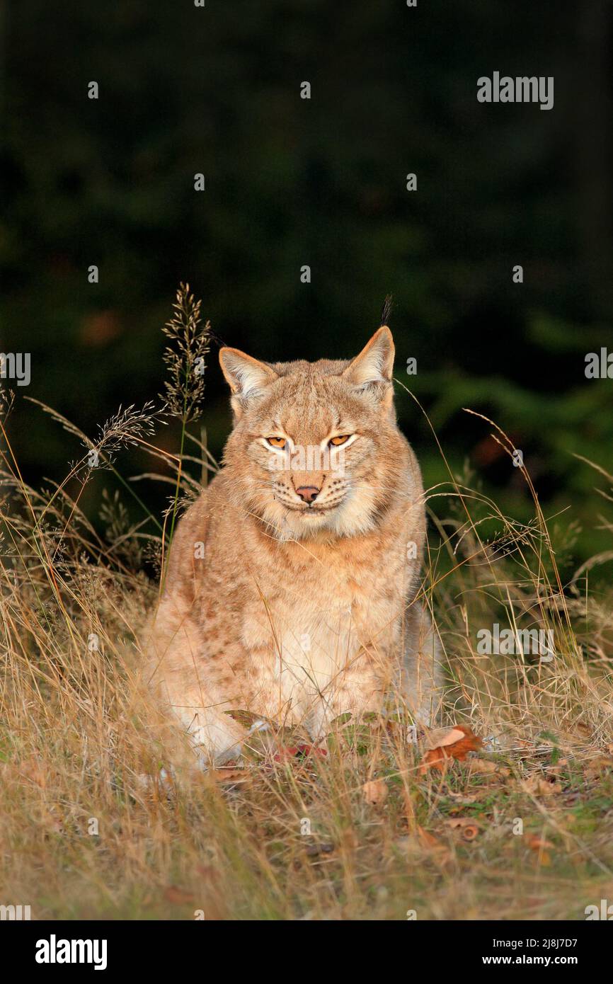 Eurasian Lynx in the field, hidden in the grass. Cute lynx in the ...