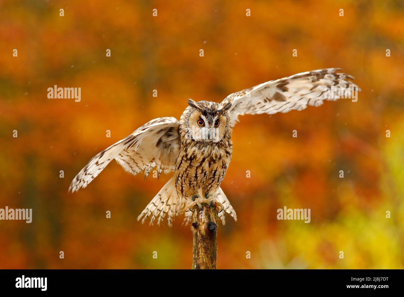 Fall orange forest with wild owl. Cute bird in the nature. Owl with ...