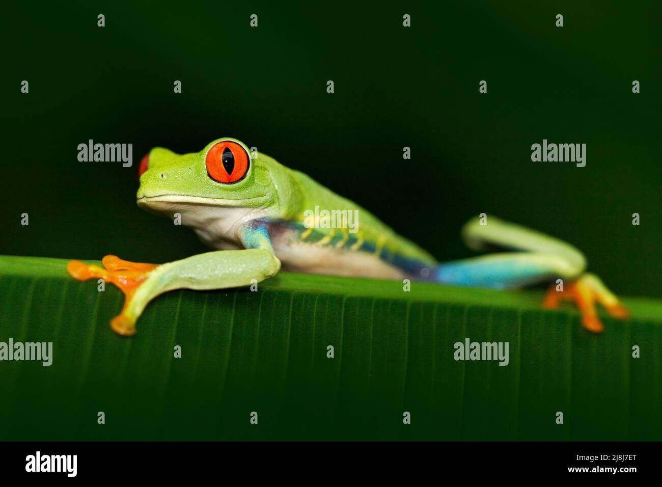 Beautiful exotic animal from central America. Red-eyed Tree Frog ...