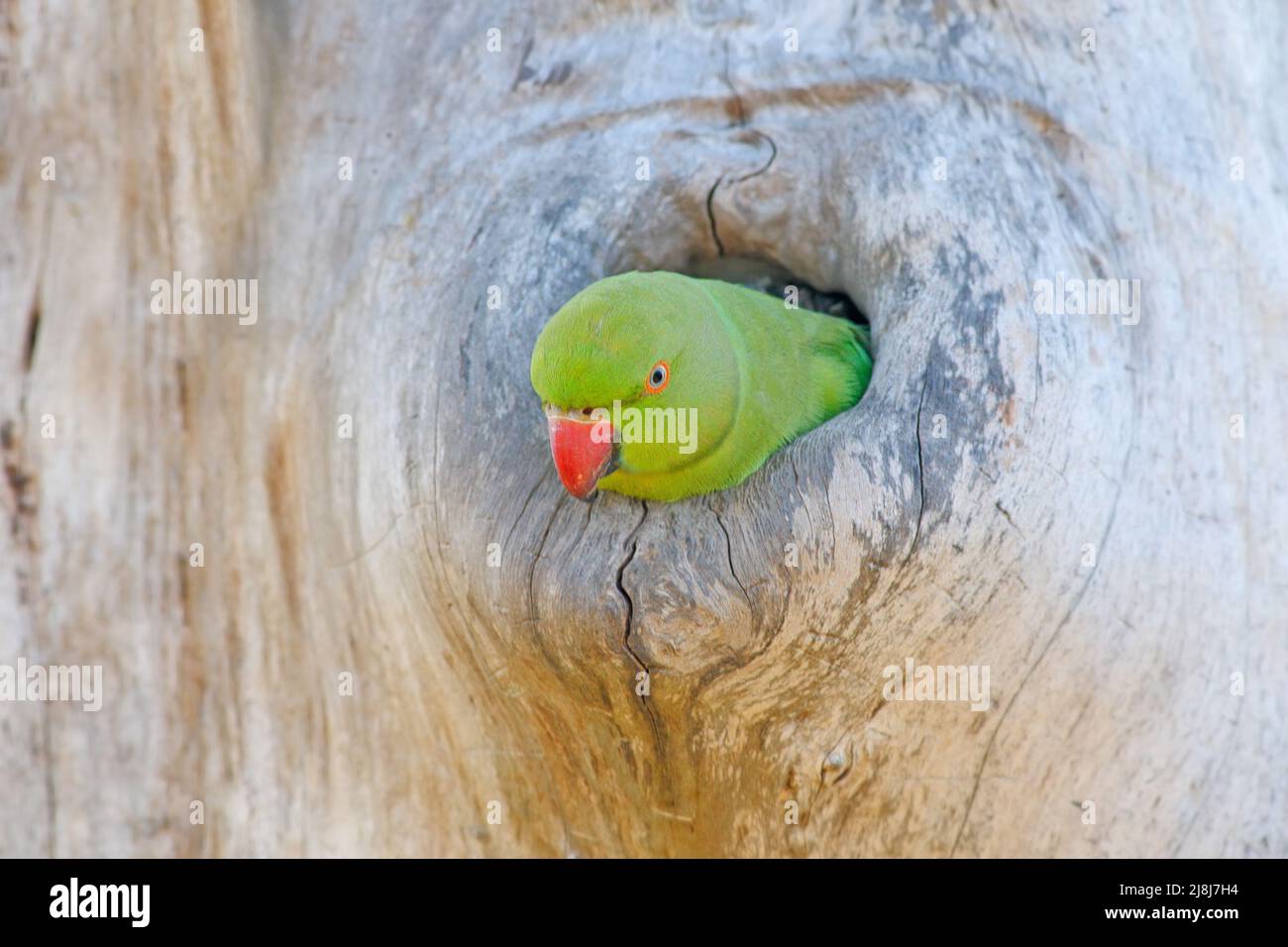 Parrot in the nest hole. Green parrot sitting on tree trunk with nest hole. Nesting Rose-ringed ...