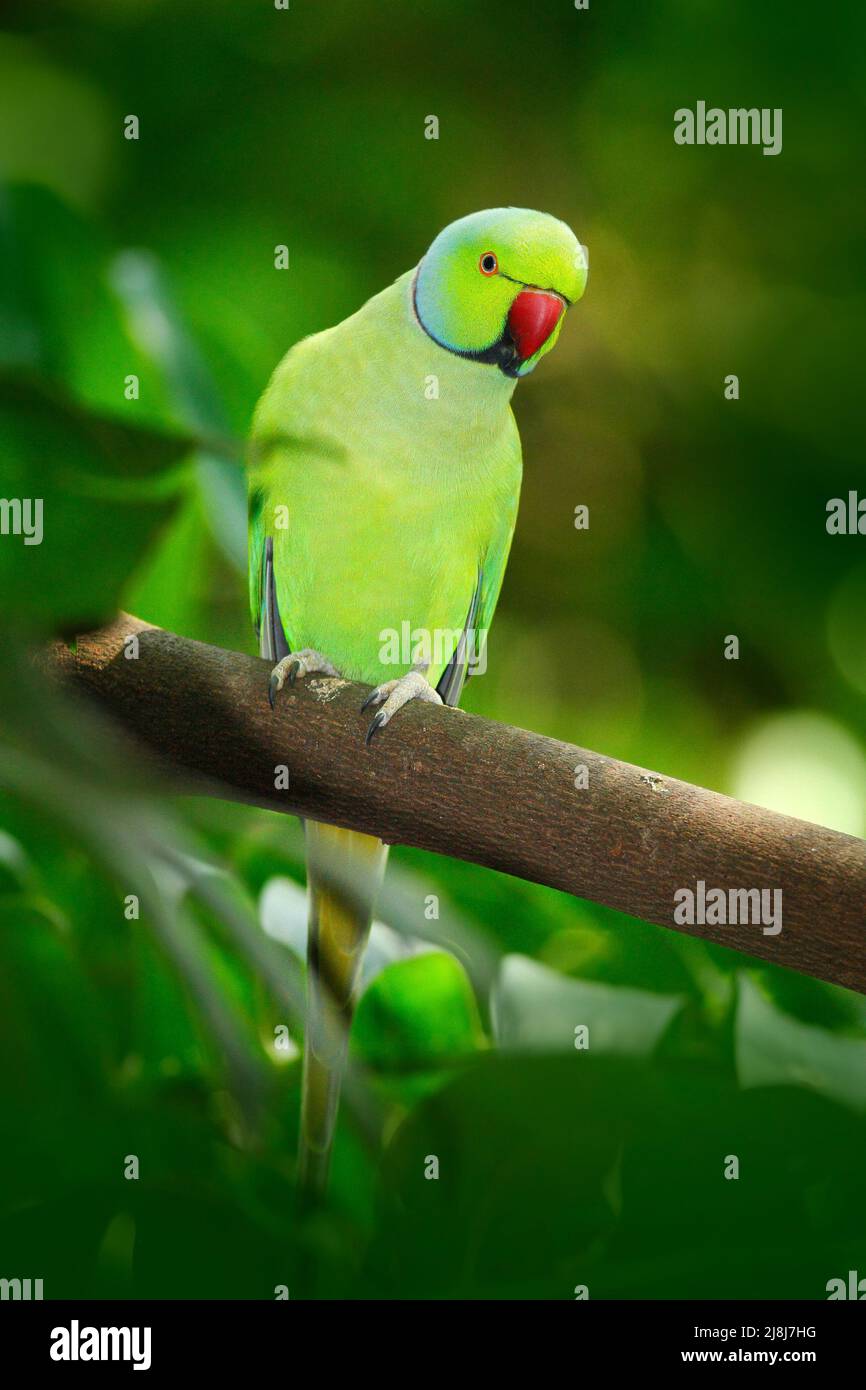 Green bird in the green vegetation. Parrot sitting on tree trunk with ...