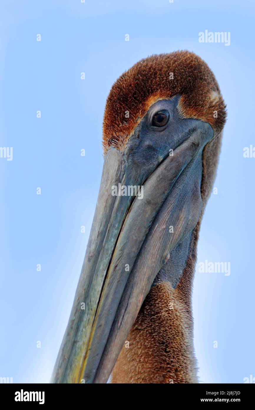 Detail close-up bill face portrait of pelican. Brown Pelican, Pelecanus ...