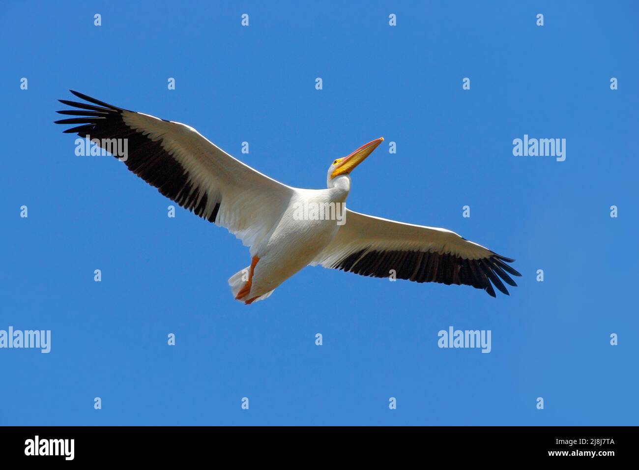Wildlife from Florida coast. Bird in fly with blue sky. White Pelican ...