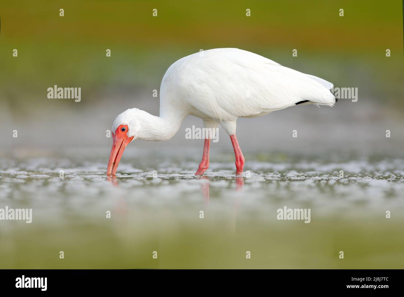 White ibis feeding. White Ibis, Eudocimus albus, white bird with red ...