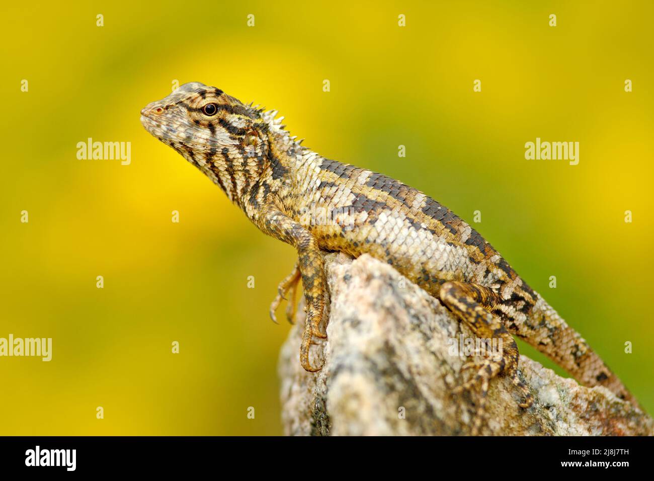 Lizard from Asia, Calotes calotes, Green Garden Lizard, with beautiful ...