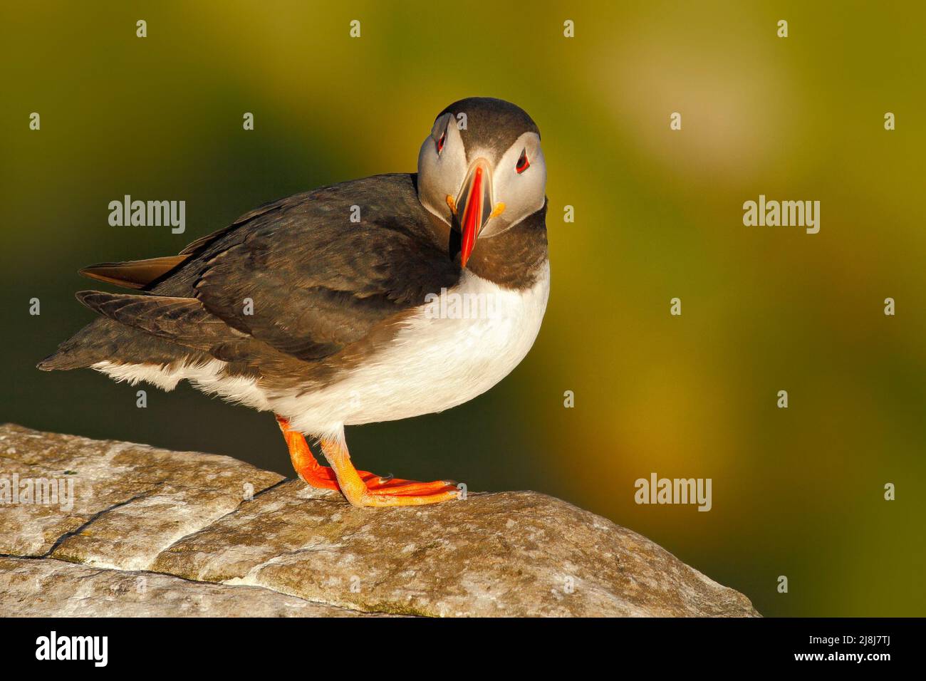 Atlantic Puffin, Fratercula artica, artic black and white cute bird ...
