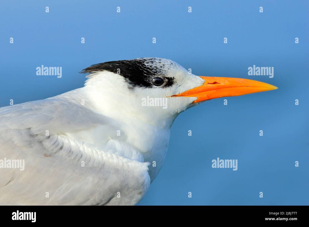 Detail portrait of tern. Tern in the water, cleaning plumage. Royal ...