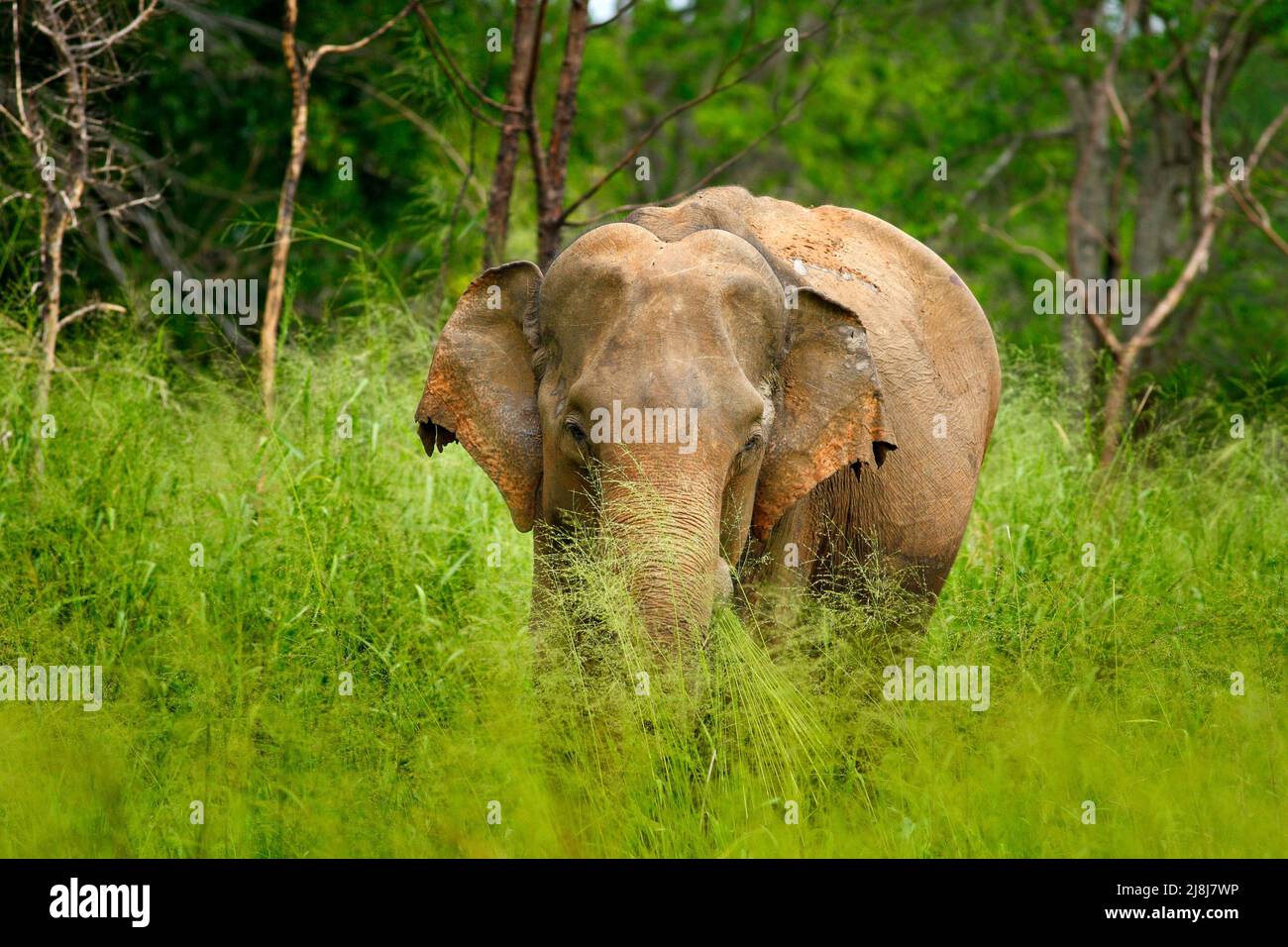 Asian Elephant, Elephas maximus maximus, with green grass in the trunk ...