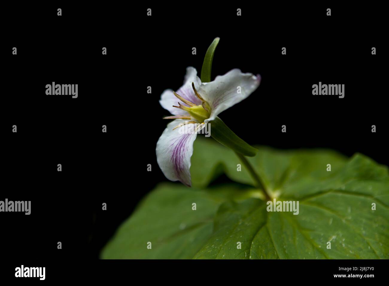 Trilium flower hi-res stock photography and images - Alamy