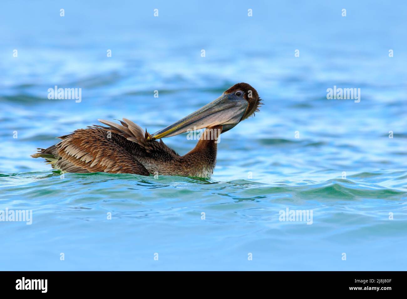 Pelican swimming in the blue water. Brown Pelican splashing in water ...