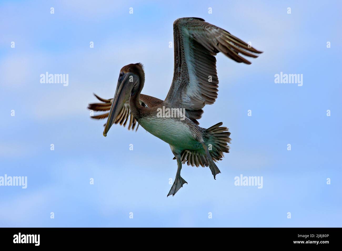 Action acrobatic scene with pelican. Pelican flying on thy evening blue ...