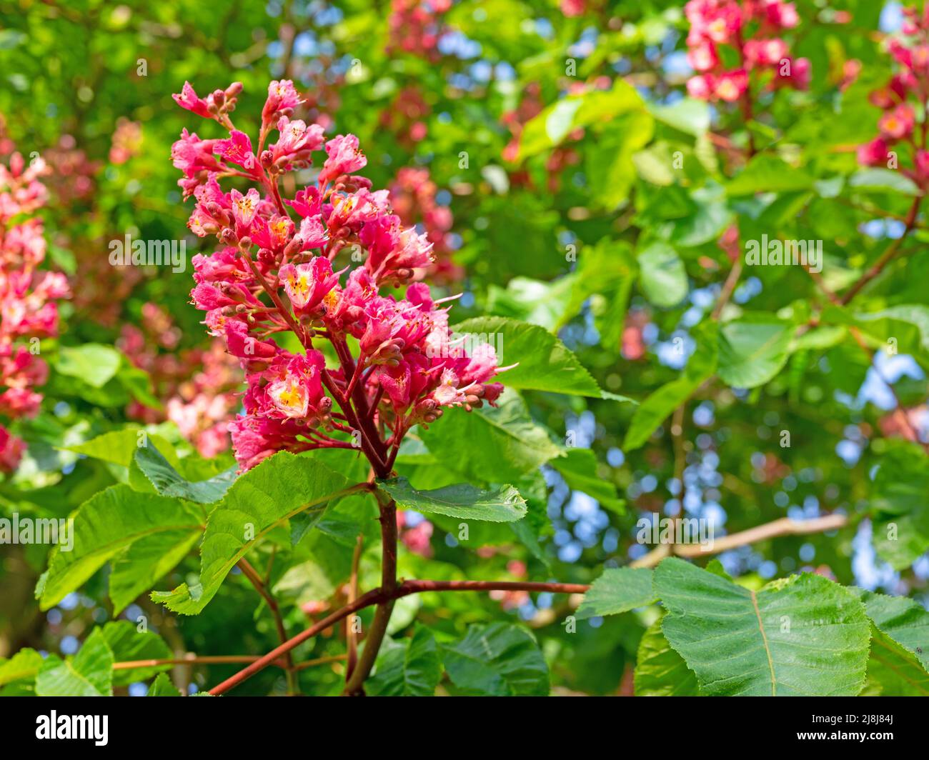 Red flowered chestnut tree hi-res stock photography and images - Alamy
