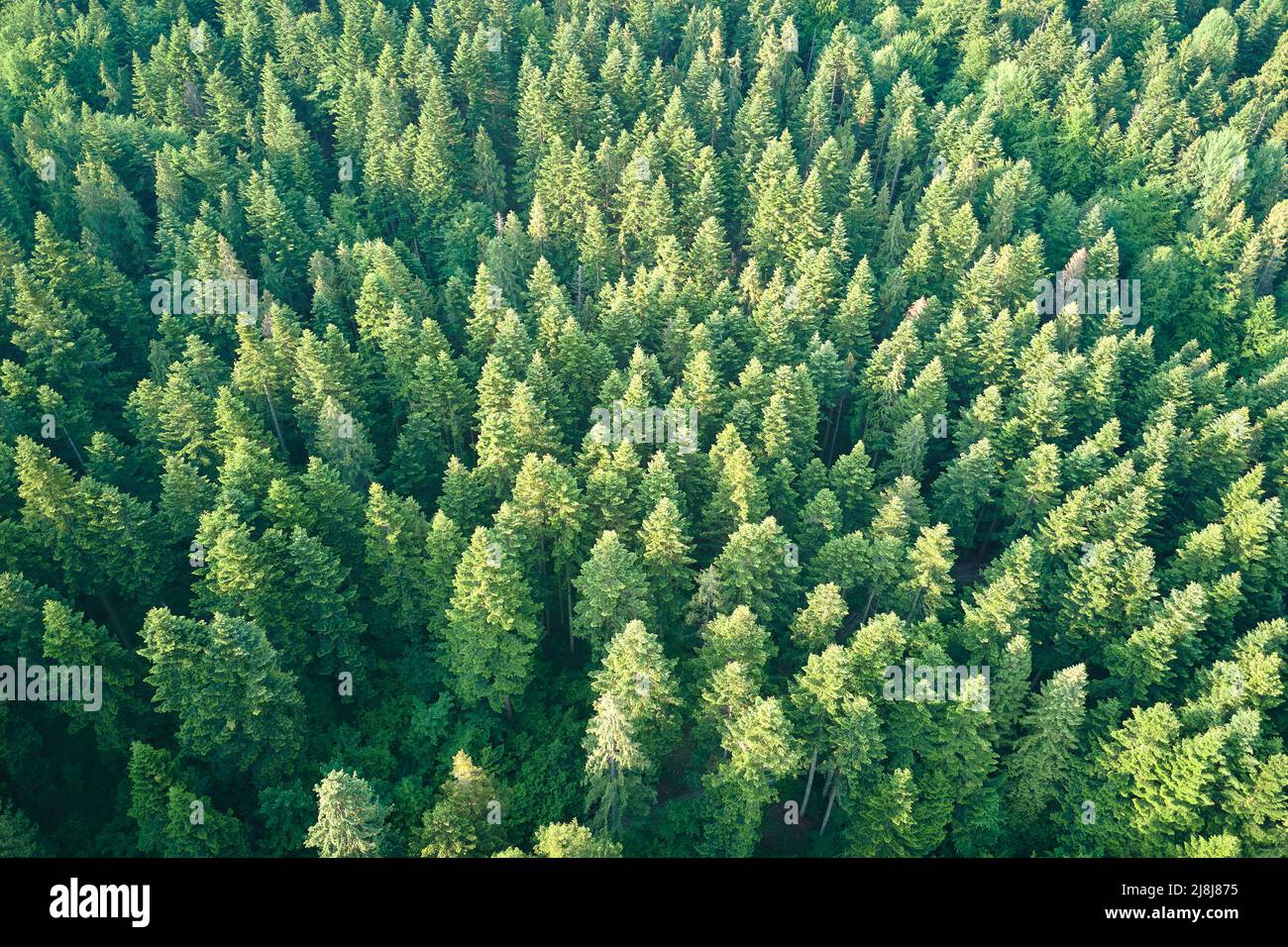 Aerial view of green pine forest with dark spruce trees. Nothern ...