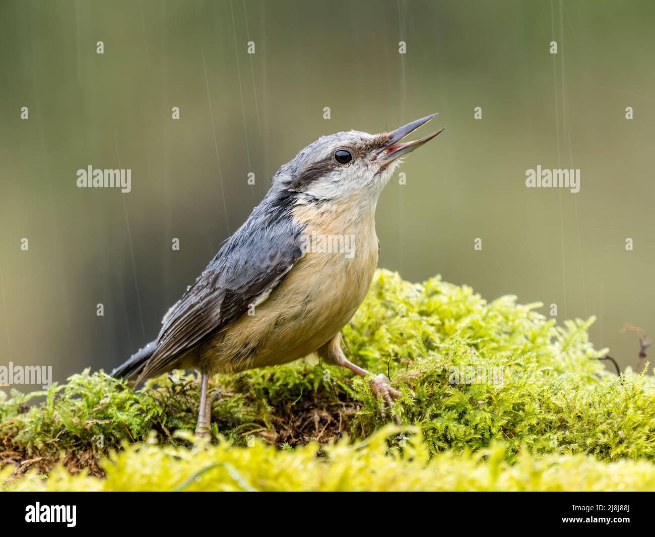 European nuthatch in the rain in mid Spring in mid Wales Stock Photo - Alamy