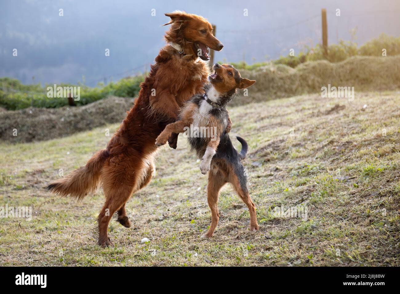 Two dogs playing outside hi-res stock photography and images - Alamy