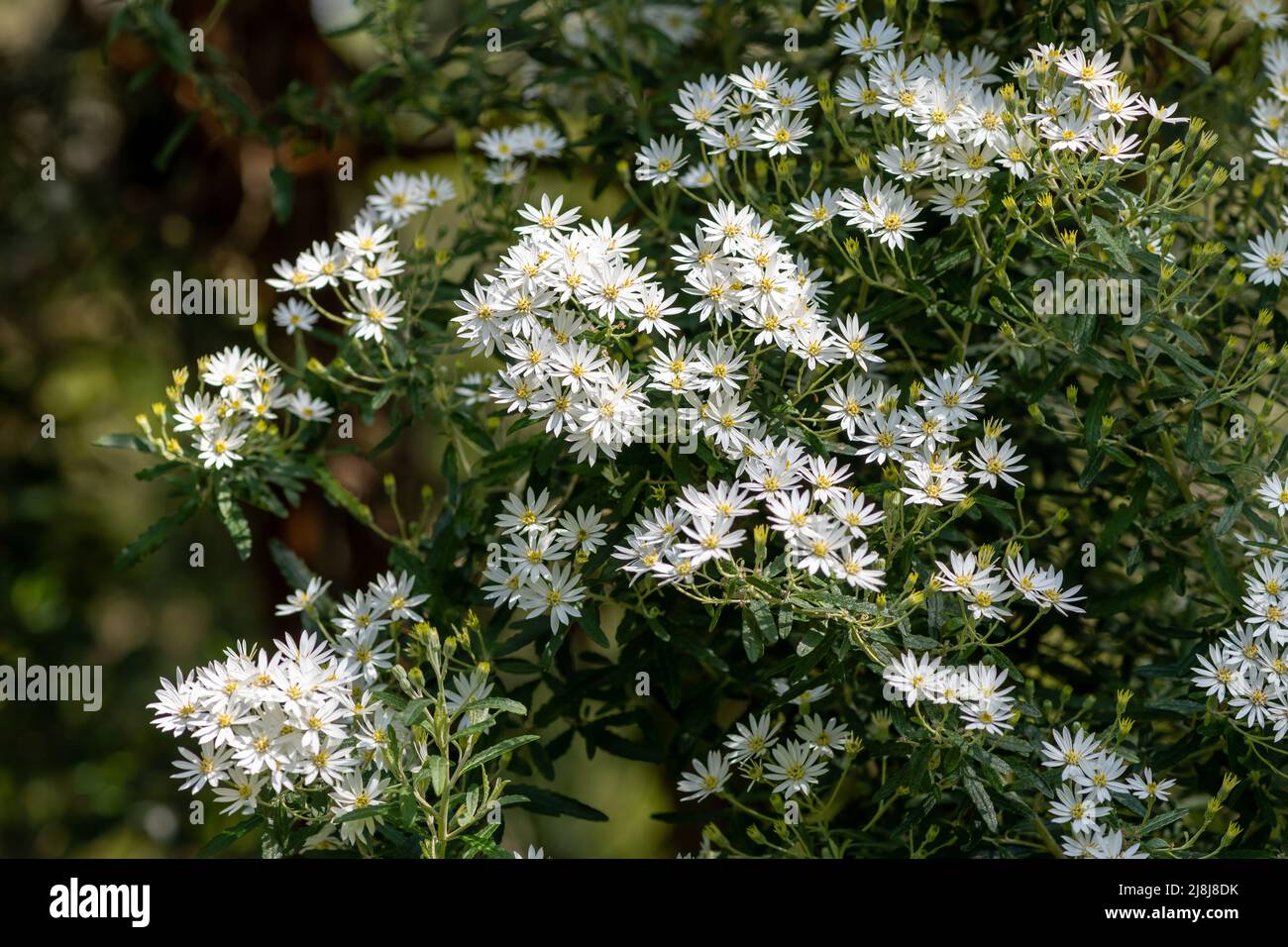 Snowy daisy shrub hi-res stock photography and images - Alamy