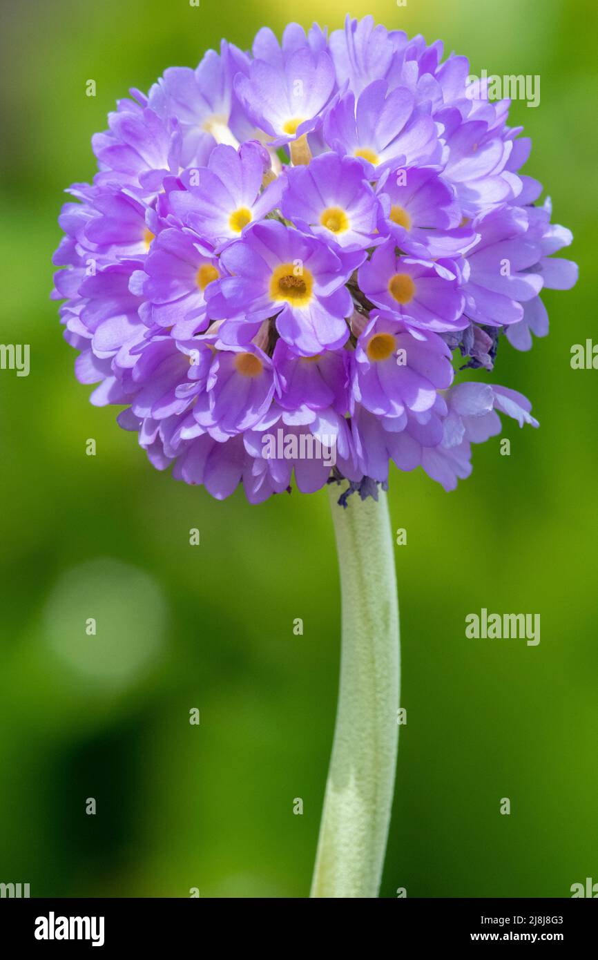 Close up of pink drumstick primula (primula denticulata) flowers in ...