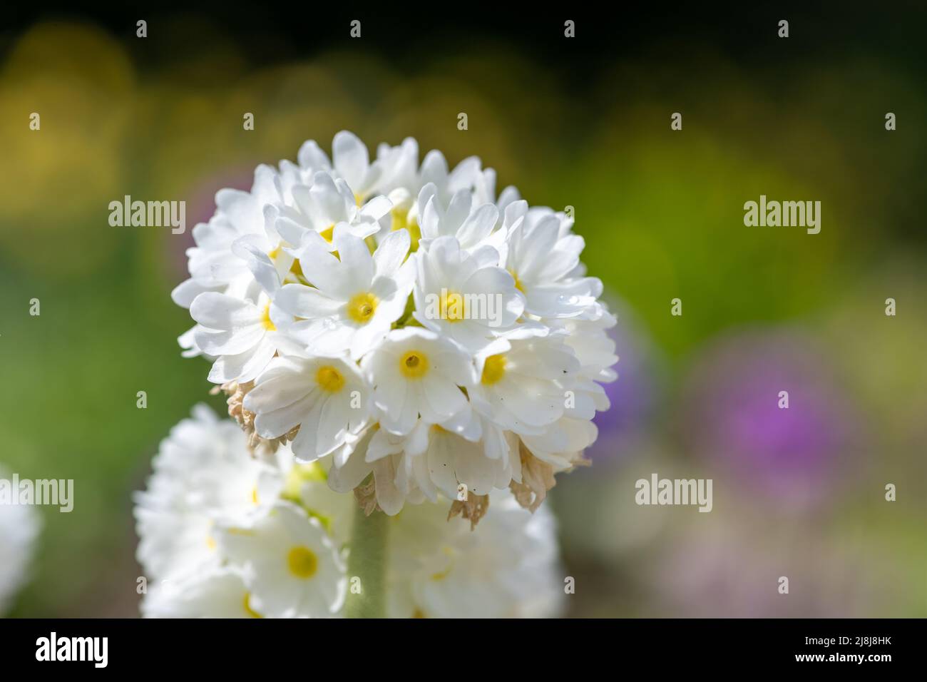 Close up of white drumstick primula (primula denticulata) flowers in ...