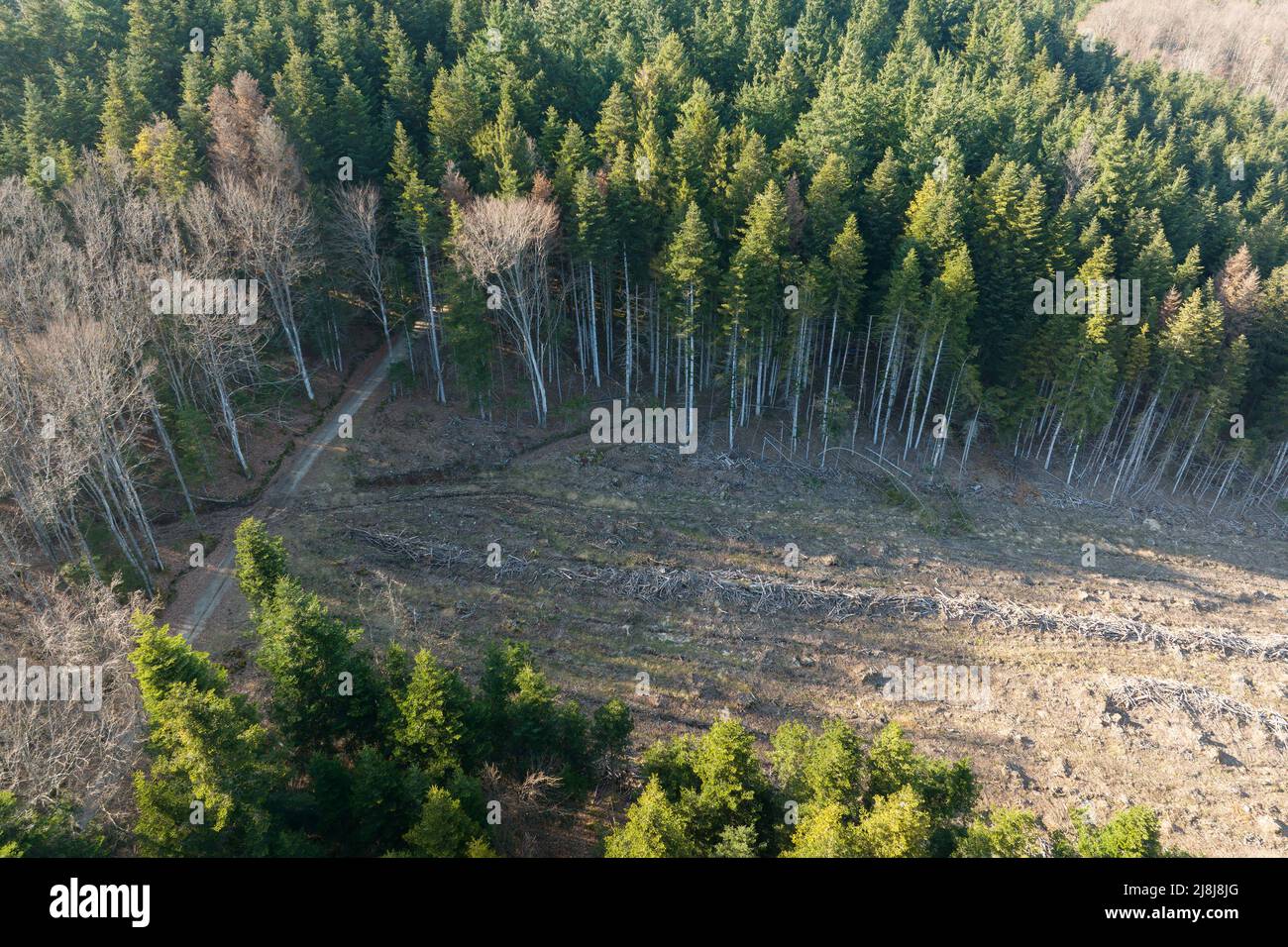 Aerial view of pine forest with large area of cut down trees as result of global deforestation ...