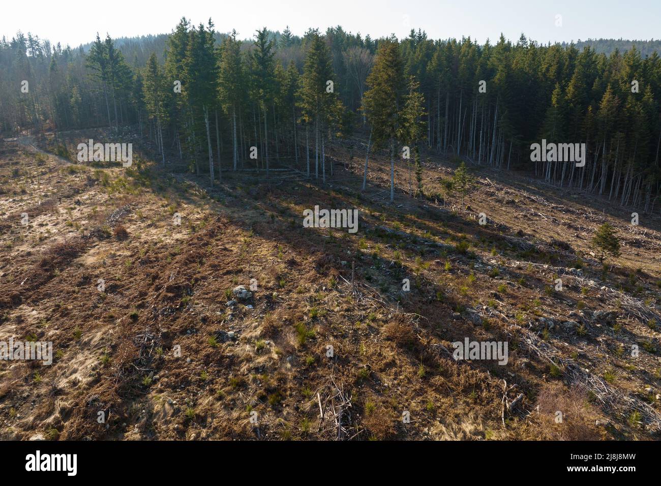 Aerial view of pine forest with large area of cut down trees as result of global deforestation ...