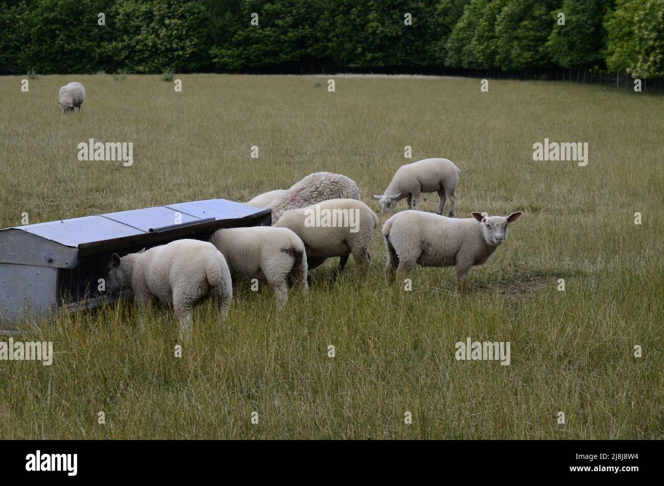 British countryside rural autumn landscape with white sheep. Group of ...