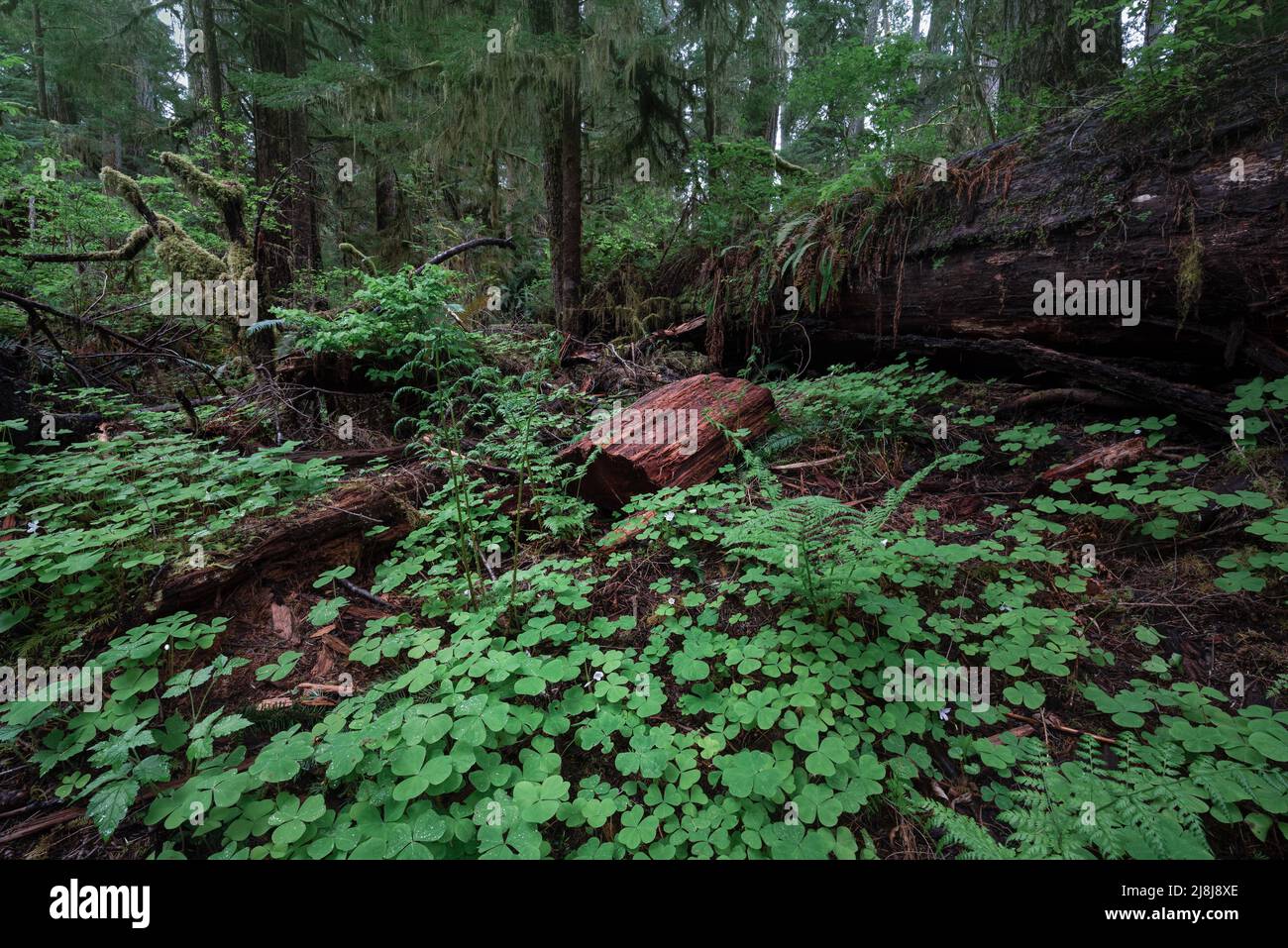 Lush green mossy forest floor and old growth in the Olympic National ...