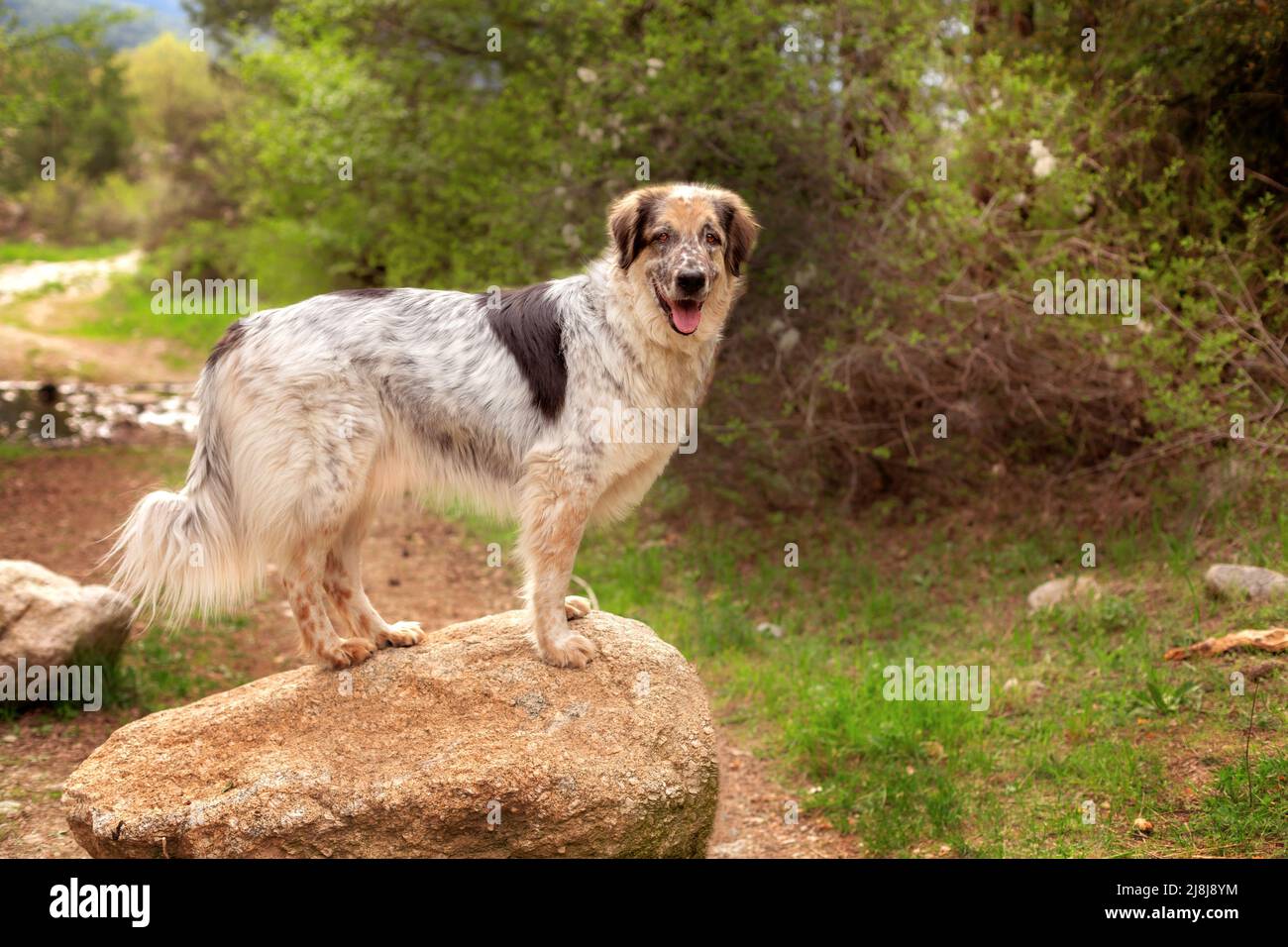 Big dog standing on the stone, forest trees behind Stock Photo - Alamy