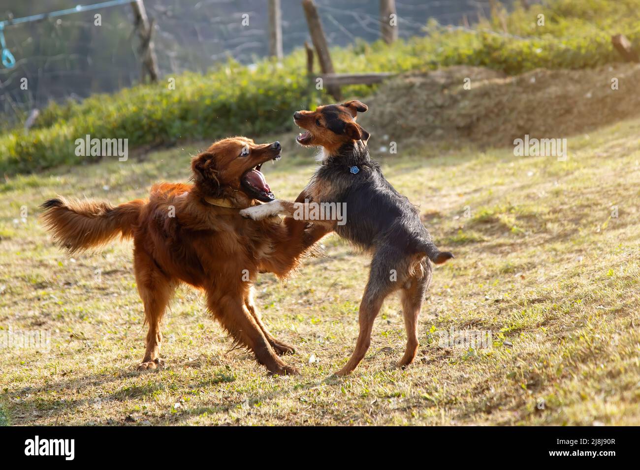 puppies running and jumping in the garden at home. sheep and sheepdog ...