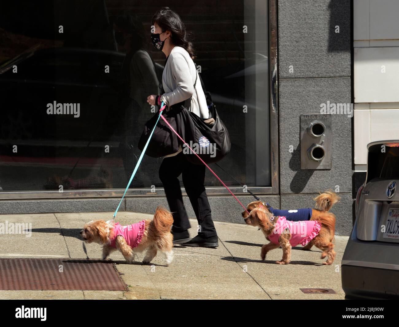 Woman walking with three dogs hi-res stock photography and images - Alamy
