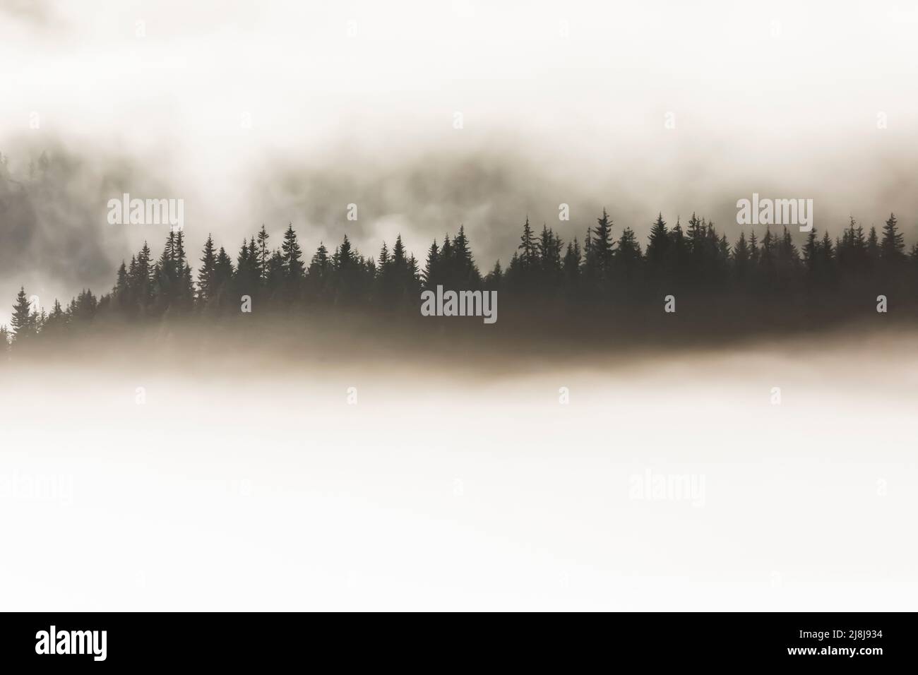 Conifer forest in fog along Interstate 90 in Washington State, USA ...