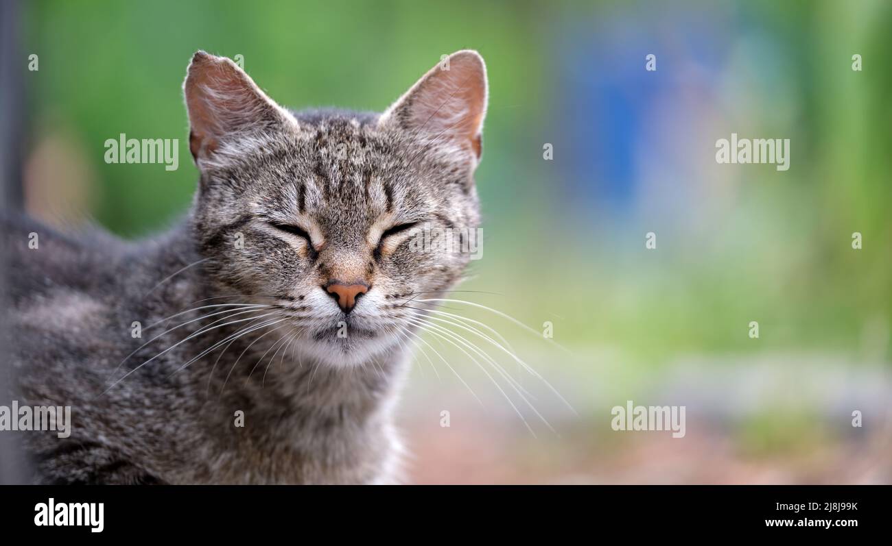 Waif and stray hi-res stock photography and images - Alamy