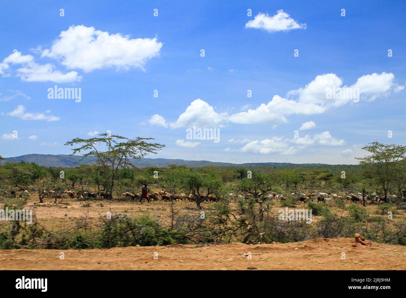 Maasai herder with sheep and goats roaming pasture at Masai Mara ...