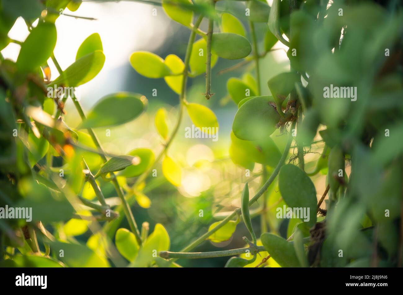 Close-up Dep Kradum green leaves with sunlight in garden. Natural background Stock Photo - Alamy
