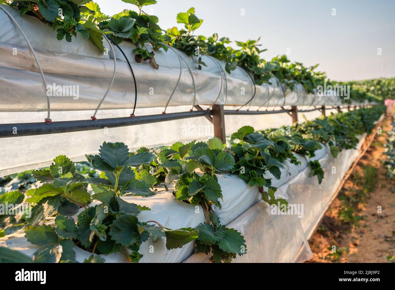 Sunny vegetable plot hi-res stock photography and images - Alamy