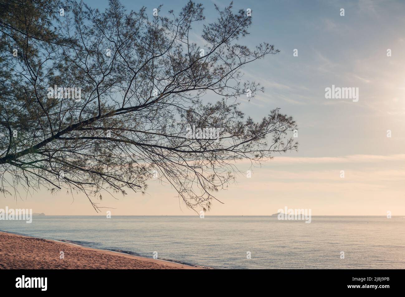 Beautiful tree covered on the beach in tropical sea at morning Stock ...