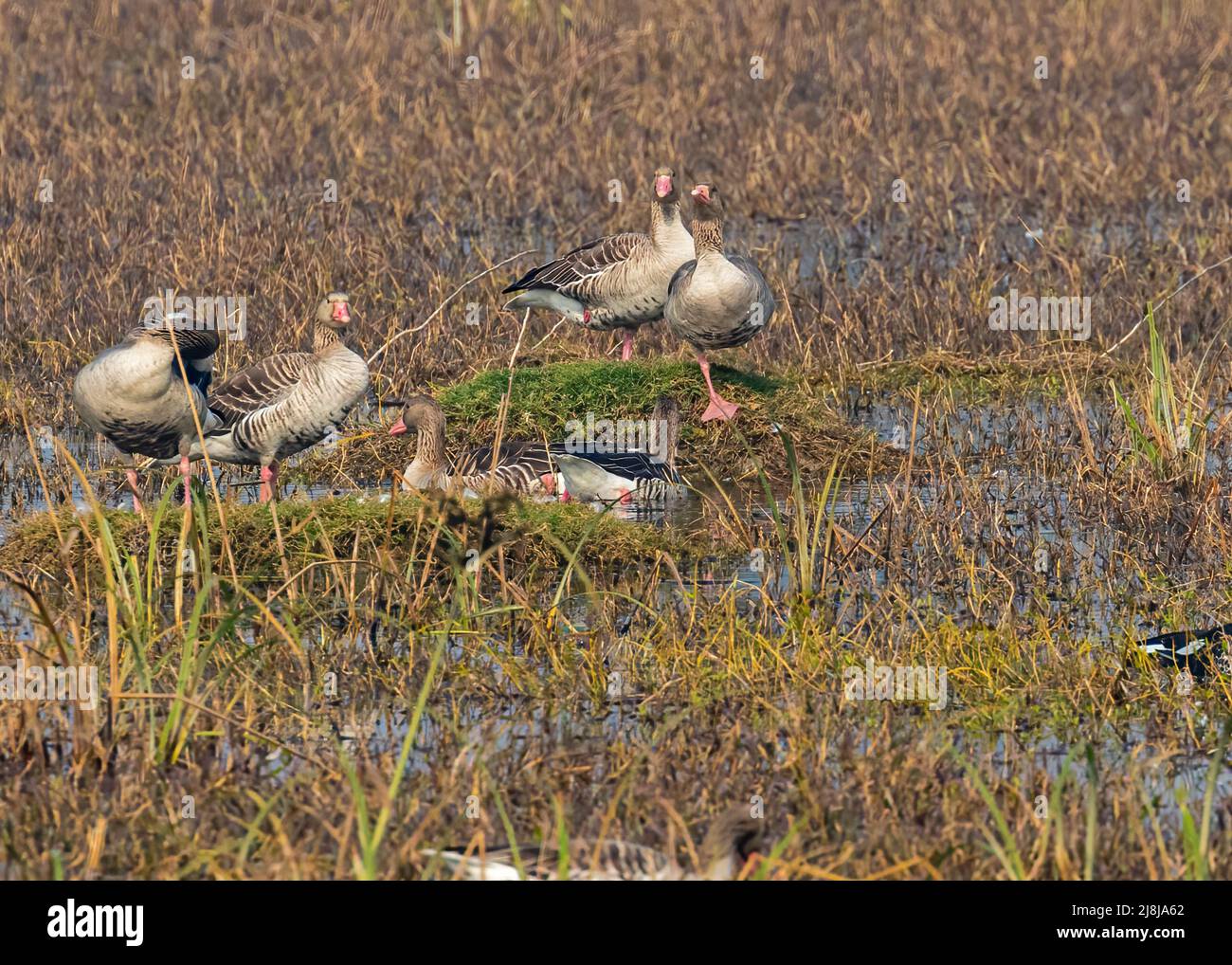 Dancing goose hi-res stock photography and images - Alamy