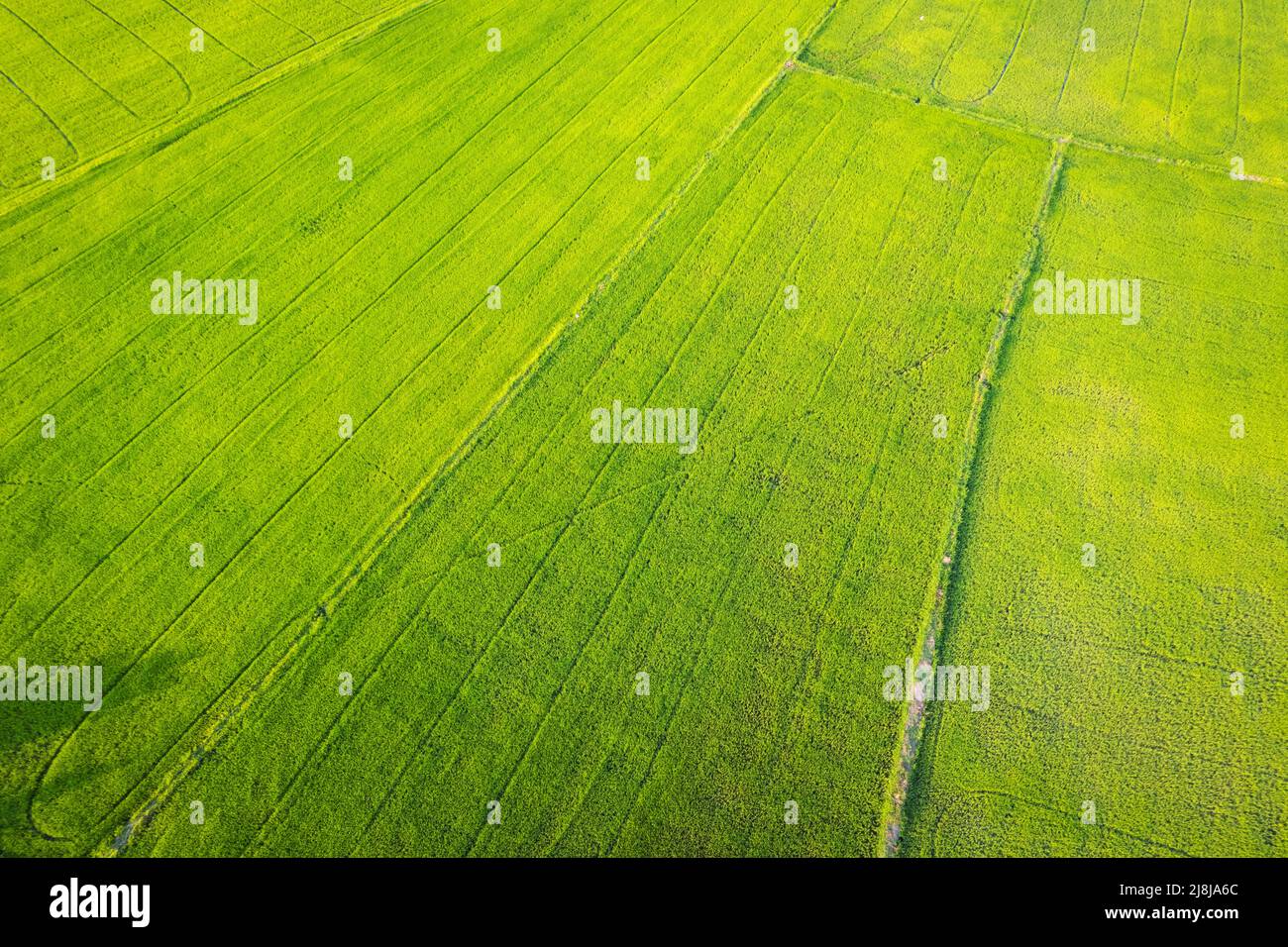 Aerial view of Green rice paddy field, farming cultivation in ...