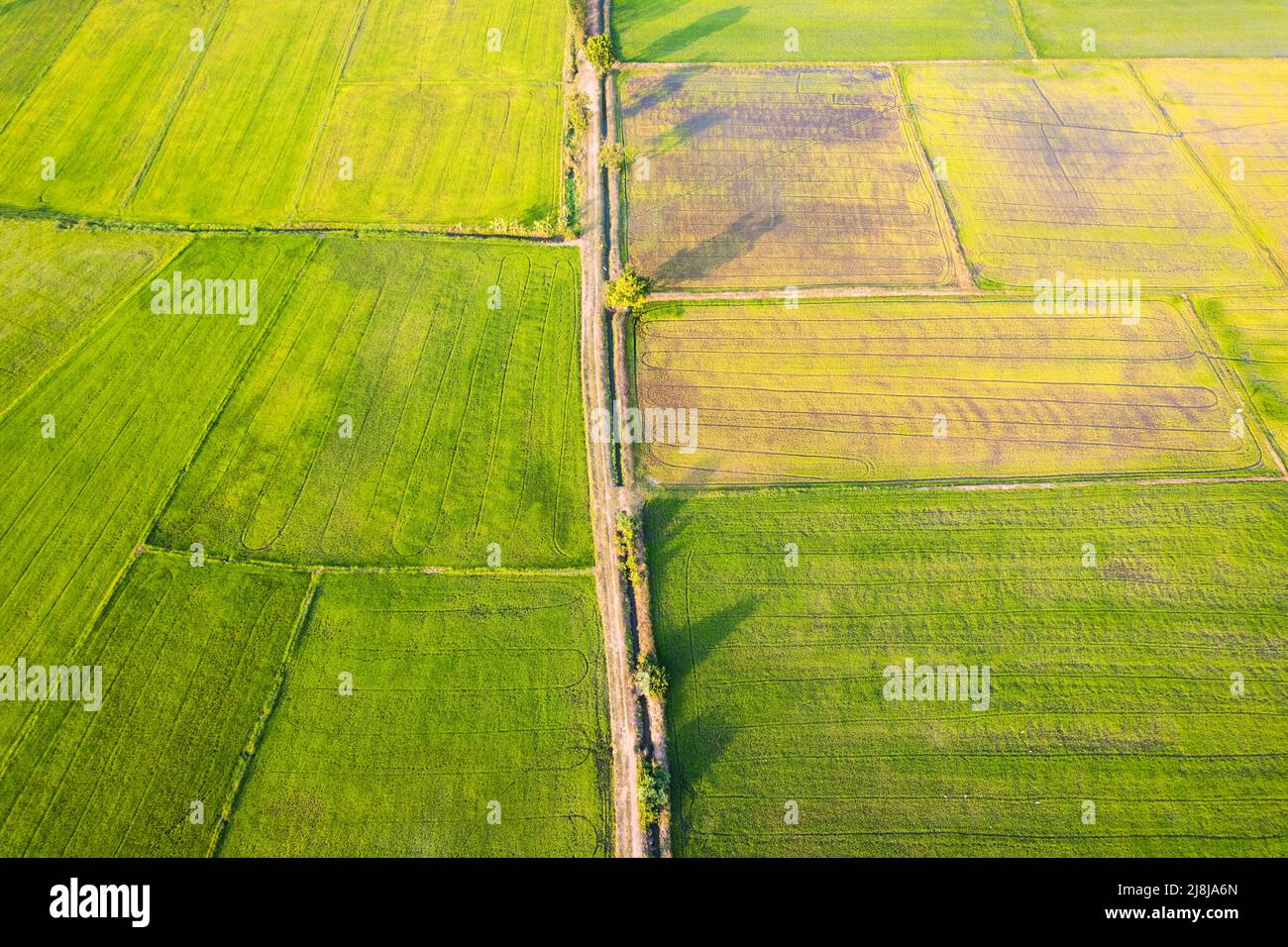 Aerial view of Green rice paddy field, farming cultivation in ...