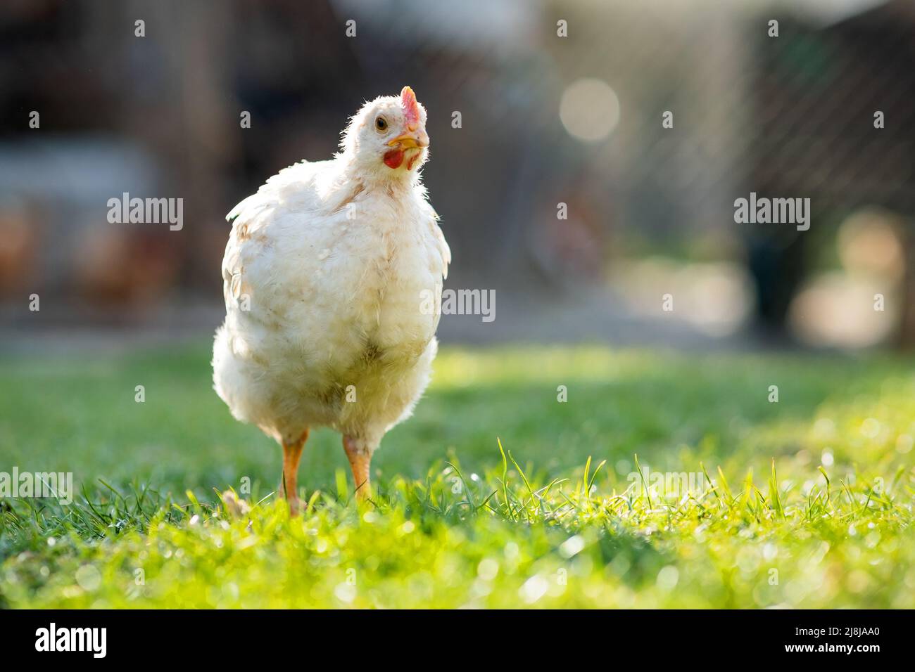 Hen feed on traditional rural barnyard. Close up of chicken standing on ...