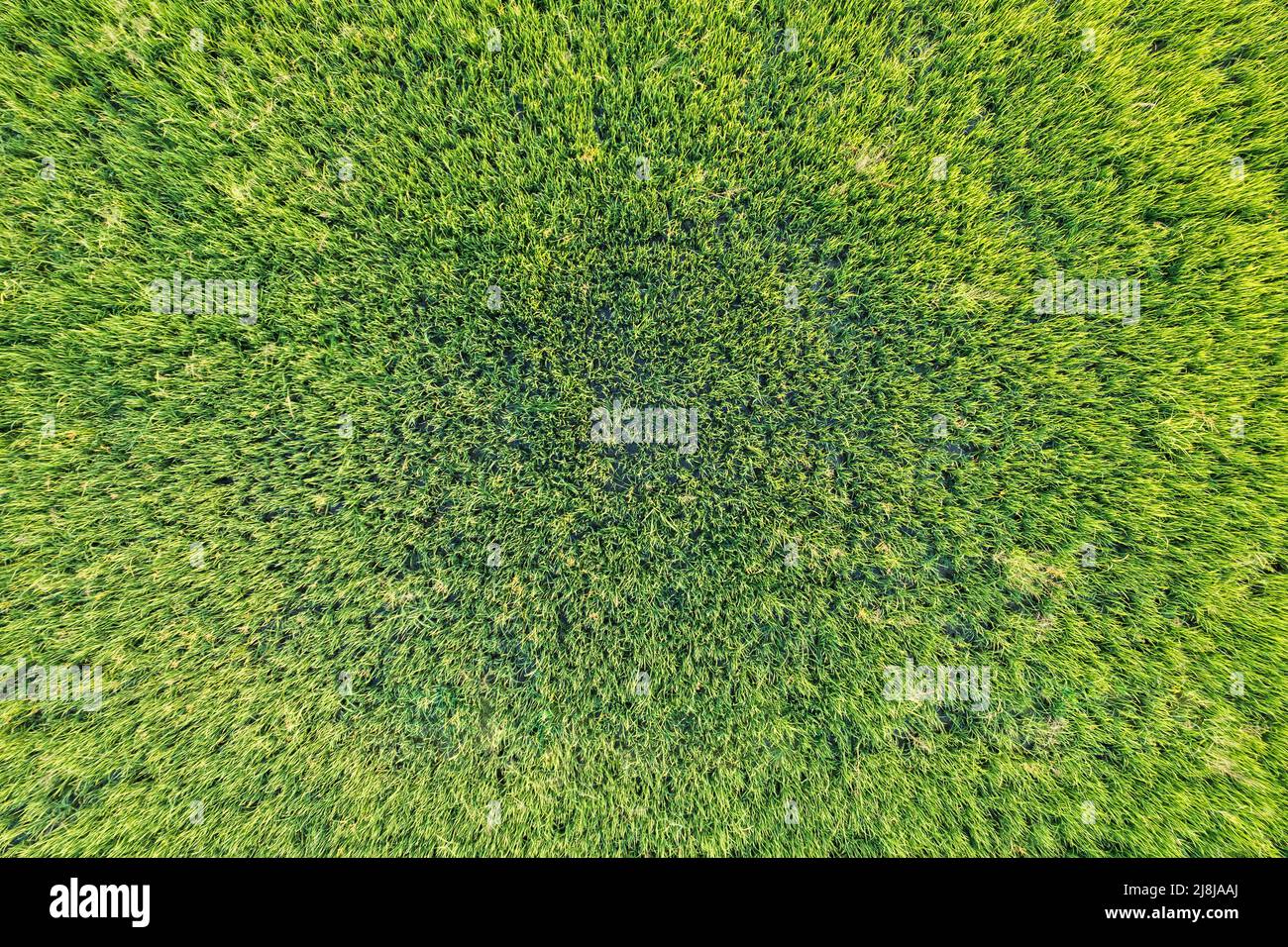 Top view close up of Green rice paddy field, farming cultivation in ...